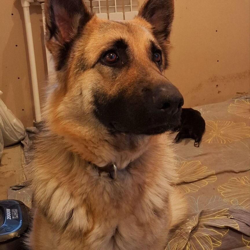 Щенки немецкой овчарки