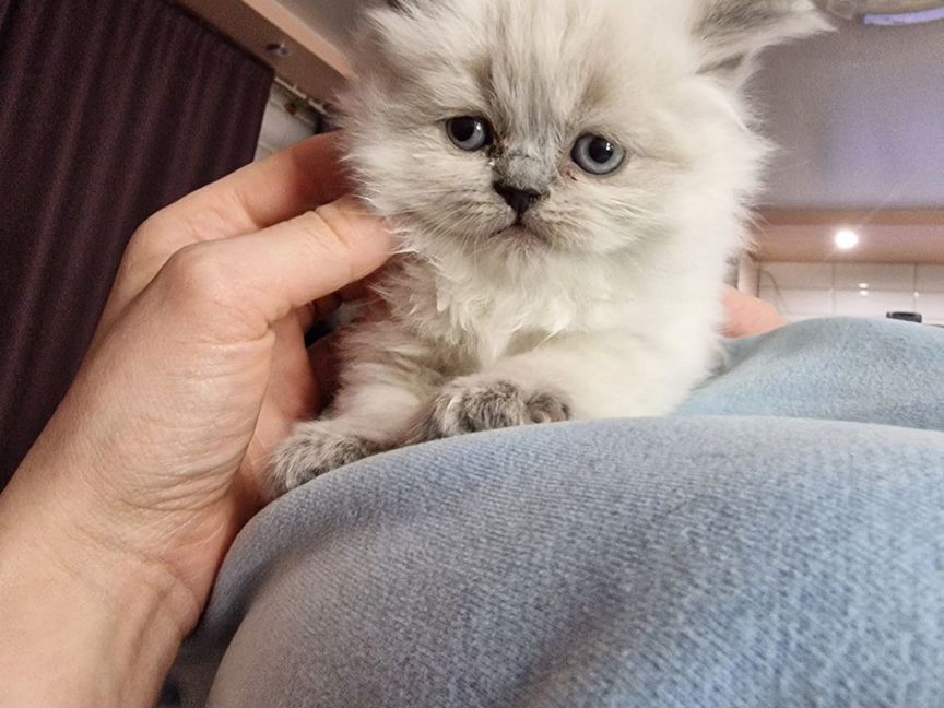 Шотландские вислоухие котята