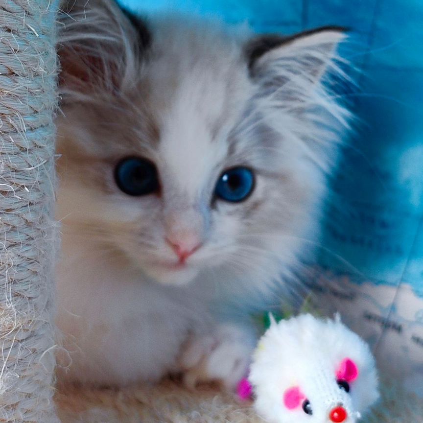 Рэгдолл котёнок