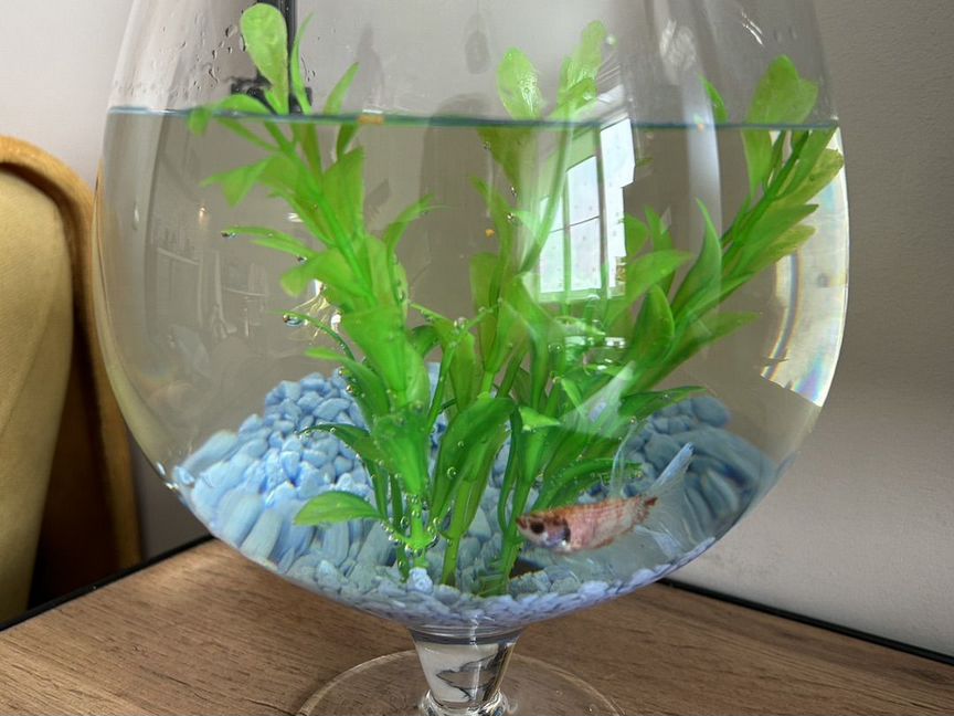 Аквариум бокал 3л