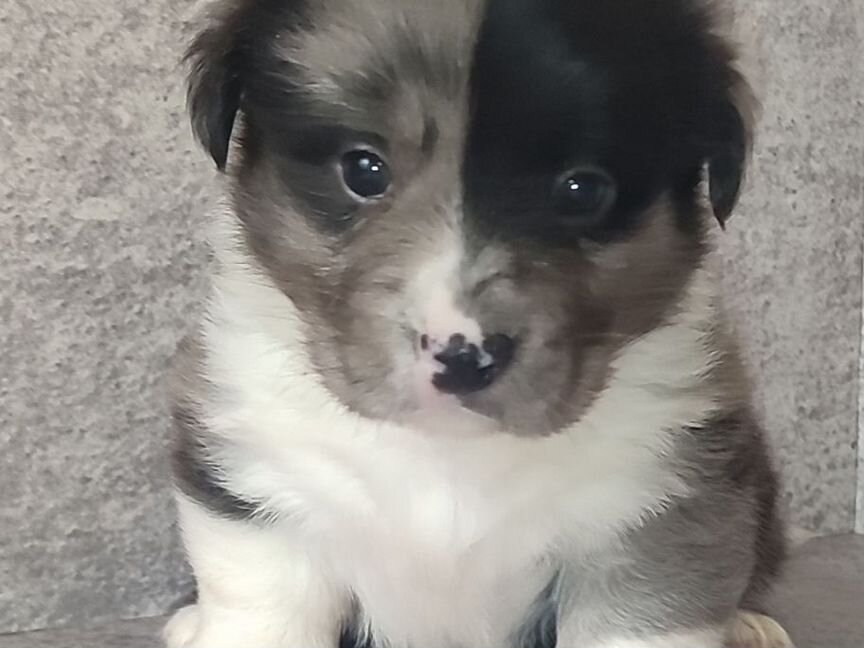 Вельш-корги кардиган щенки