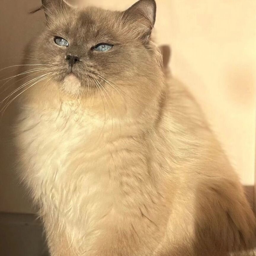 Регдолл вязка на вязку кот ragdoll