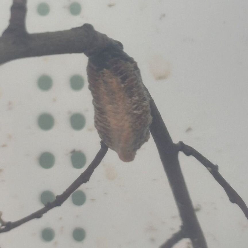 Оотека богомола