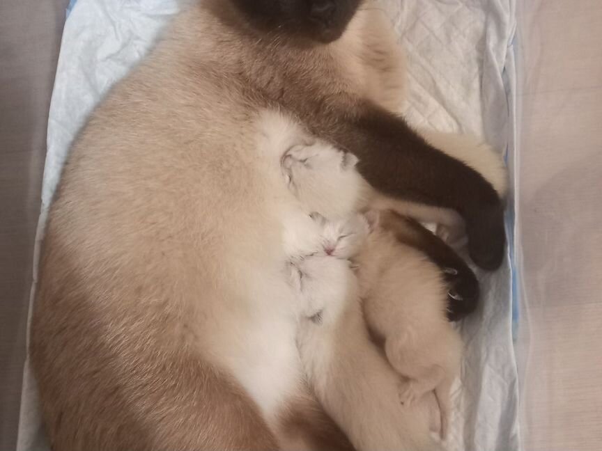 Сиамские котята