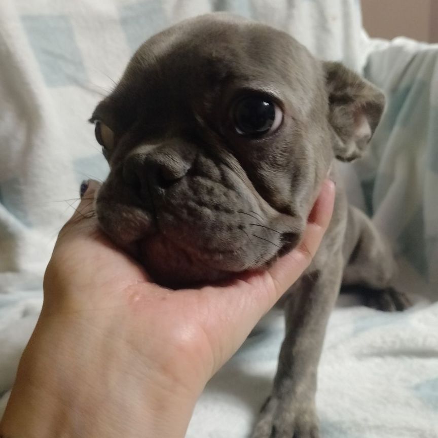 Французский бульдог щенки