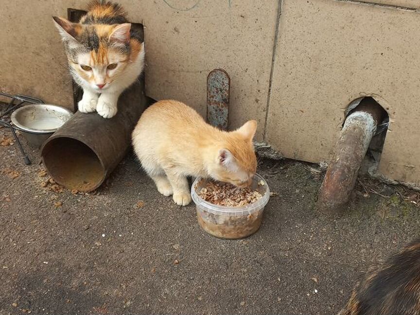 Котята в добрые руки