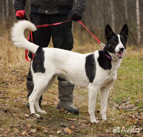 Собака Гранта в добрые руки