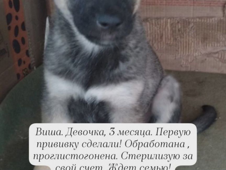 Кутенок в добрые руки