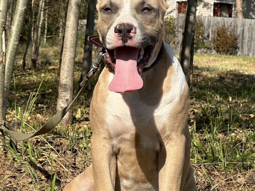 Американский булли xl