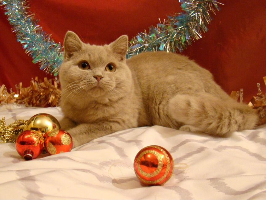Британские котята на праздник