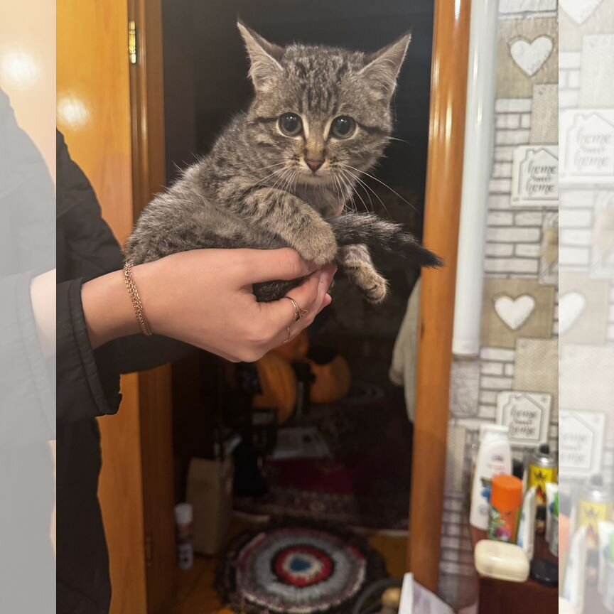 Котёнок в добрые руки