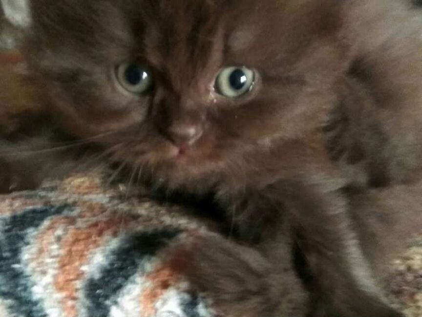 Британская