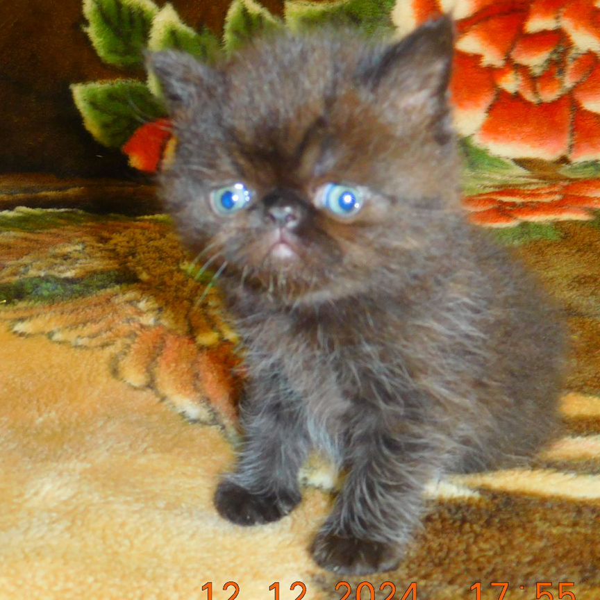 Котята коты