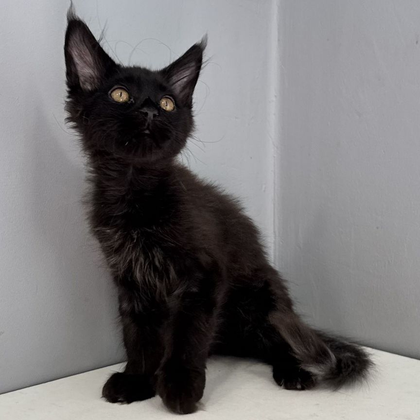 Мейн-кун котёнок