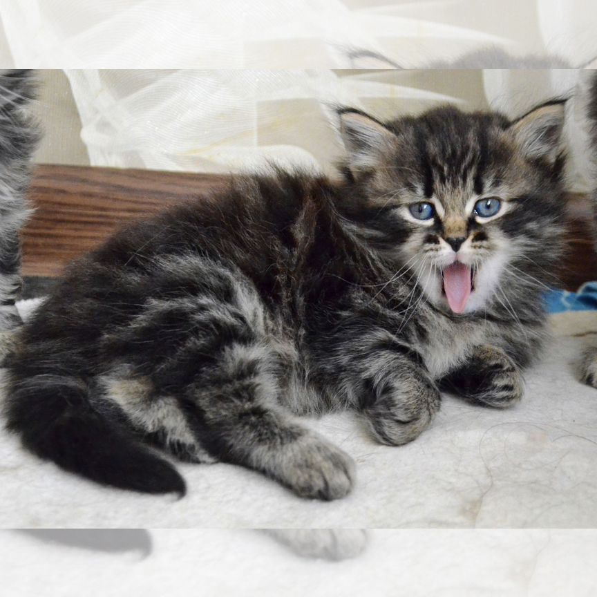 Сибирское серебро медвежата