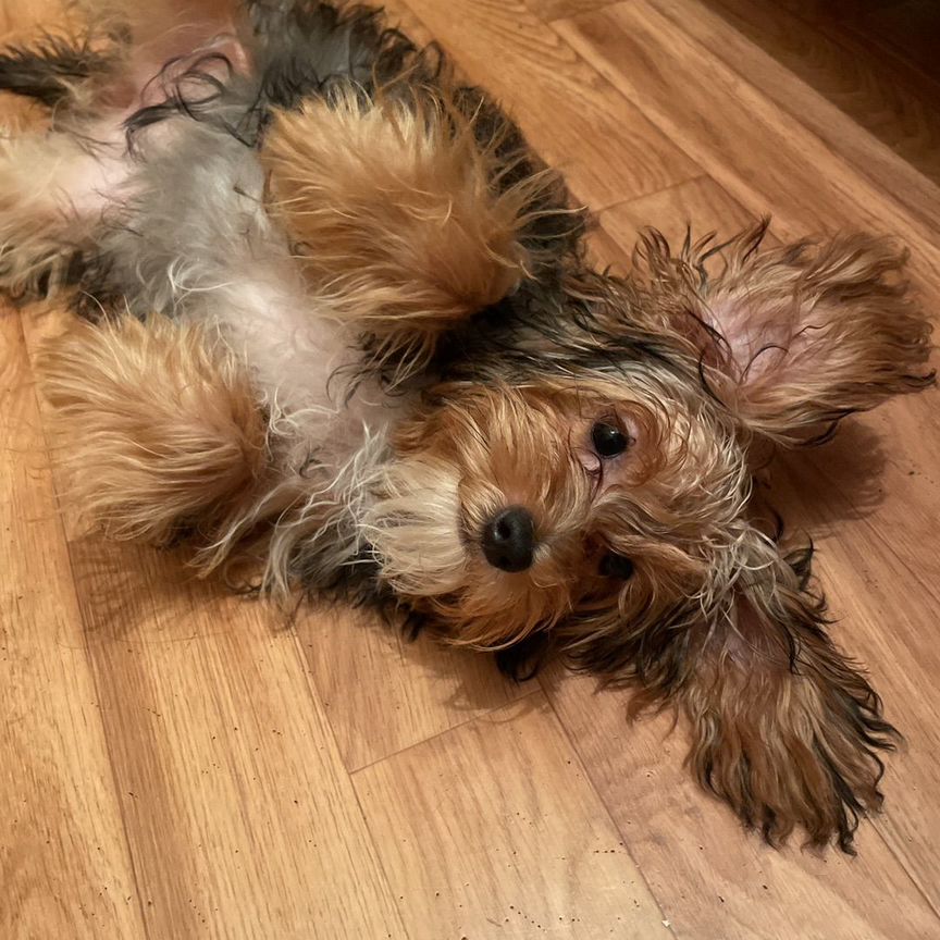 Мальтипу в добрые руки