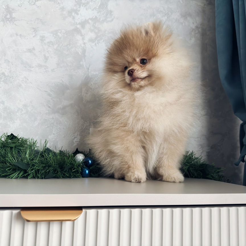 Плюшевый медвежонок шпиц