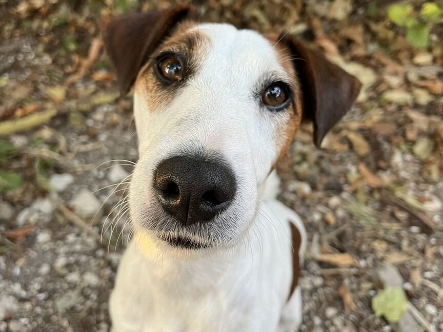 Фокстерьер гладкошерстный