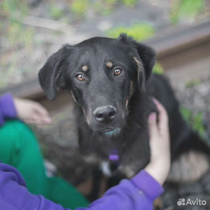Собака в добрые руки. Обаятельный Финик ищет дом