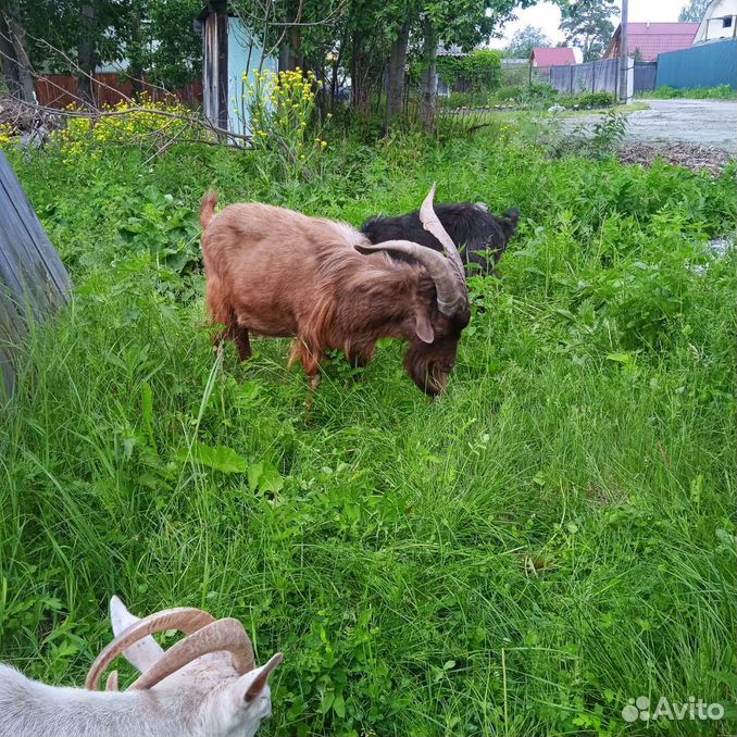 Козел для плем