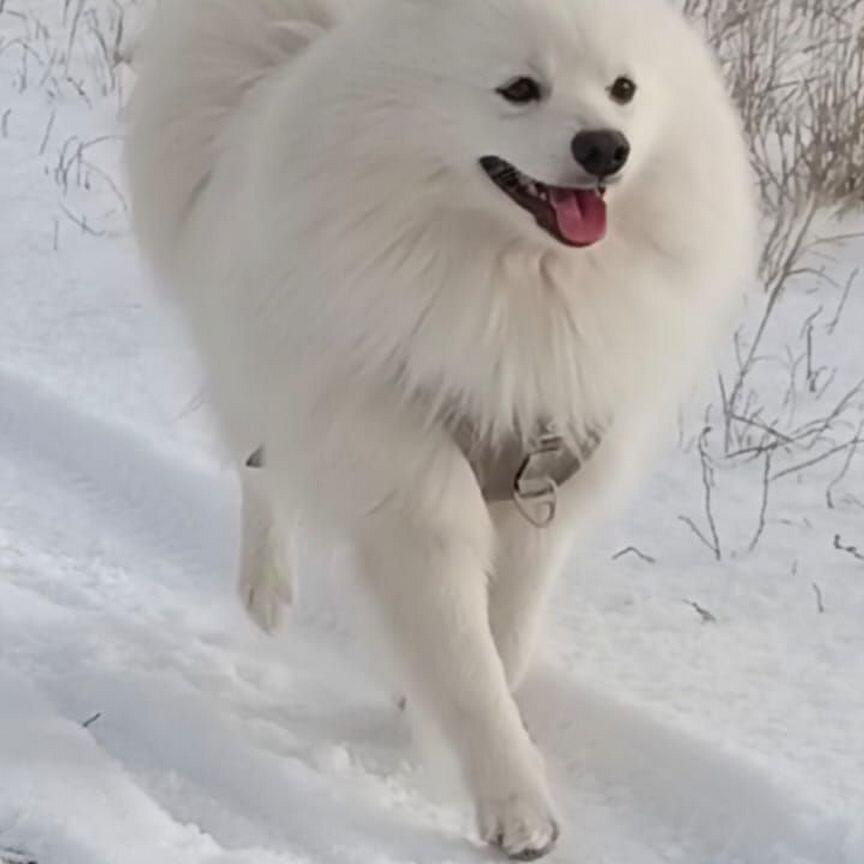 Немецкий шпиц вязка