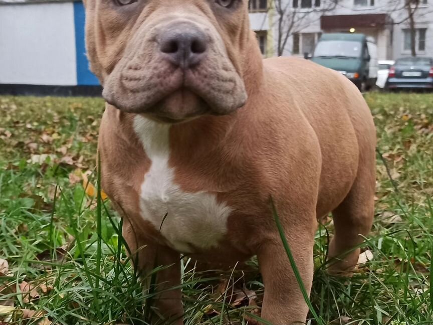 Щенки американского булли