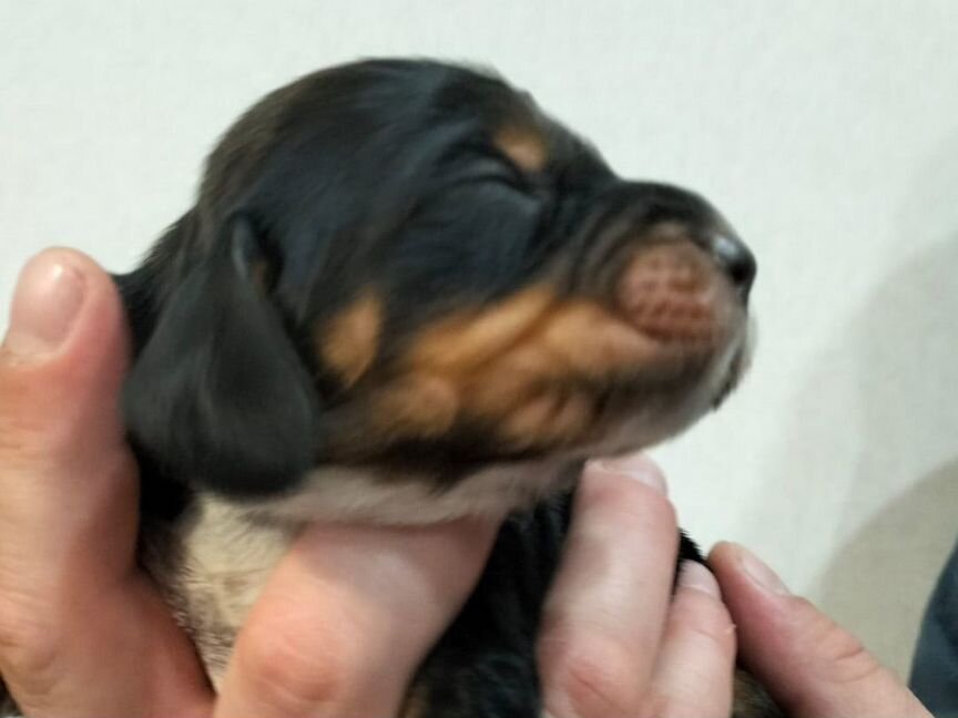 Щенки русского охотничего спаниеля