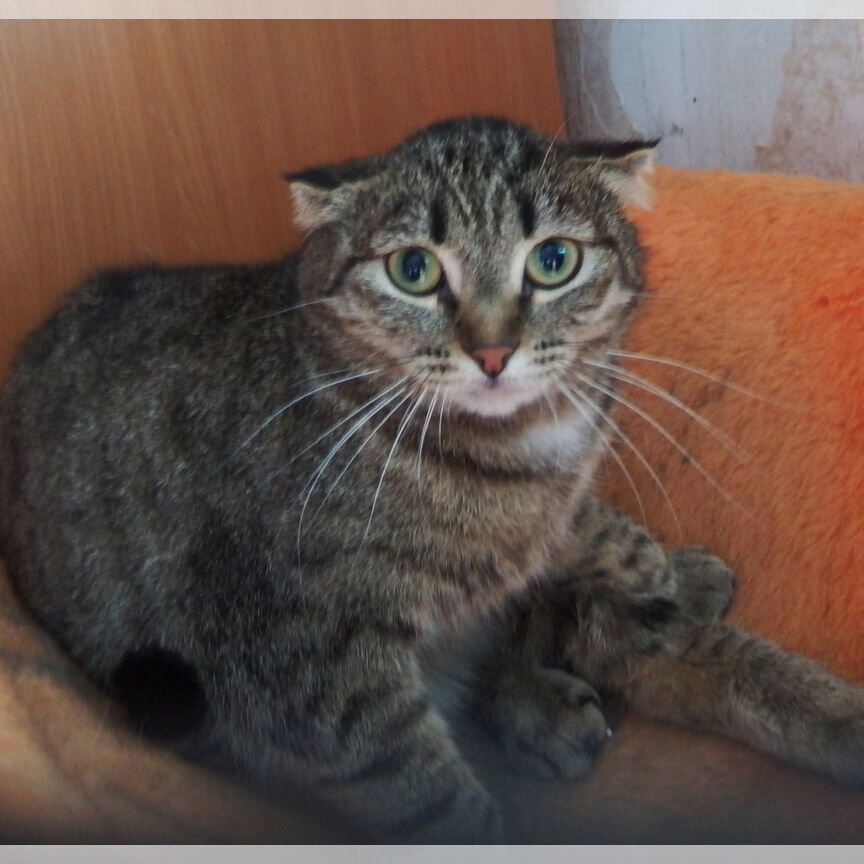Кошка в добрые руки