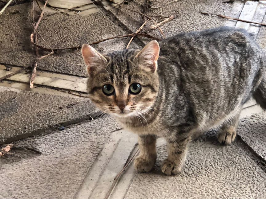 Котенок погибнет без еды и на морозе