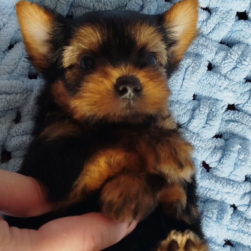 Йоркширский терьер, щенок