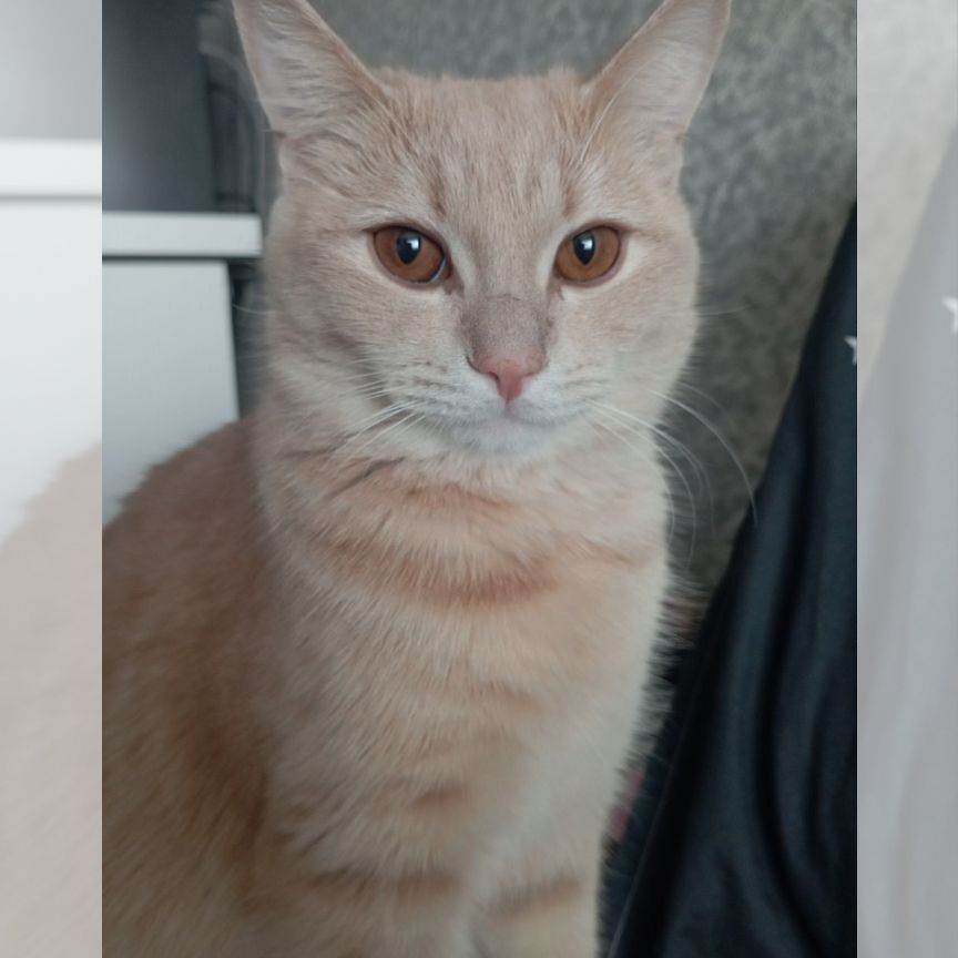 Шотландский прямоухий короткошёрстный, взрослый кот