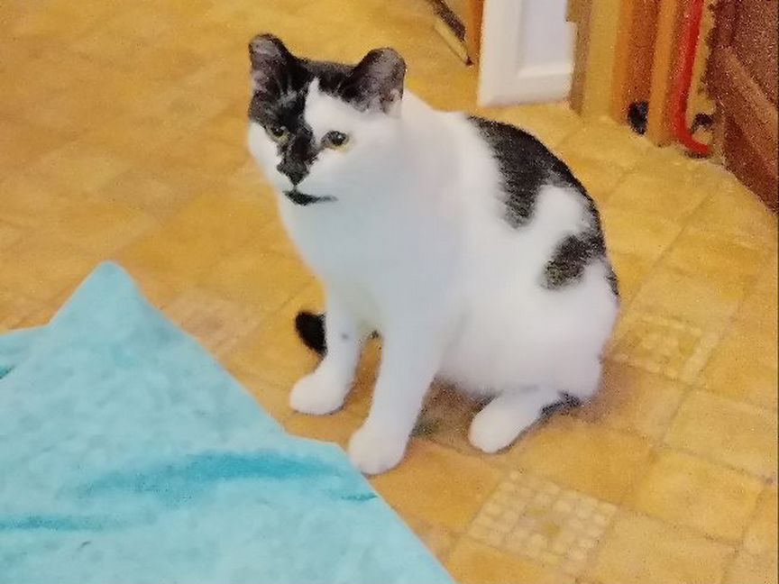 Котенок подросток