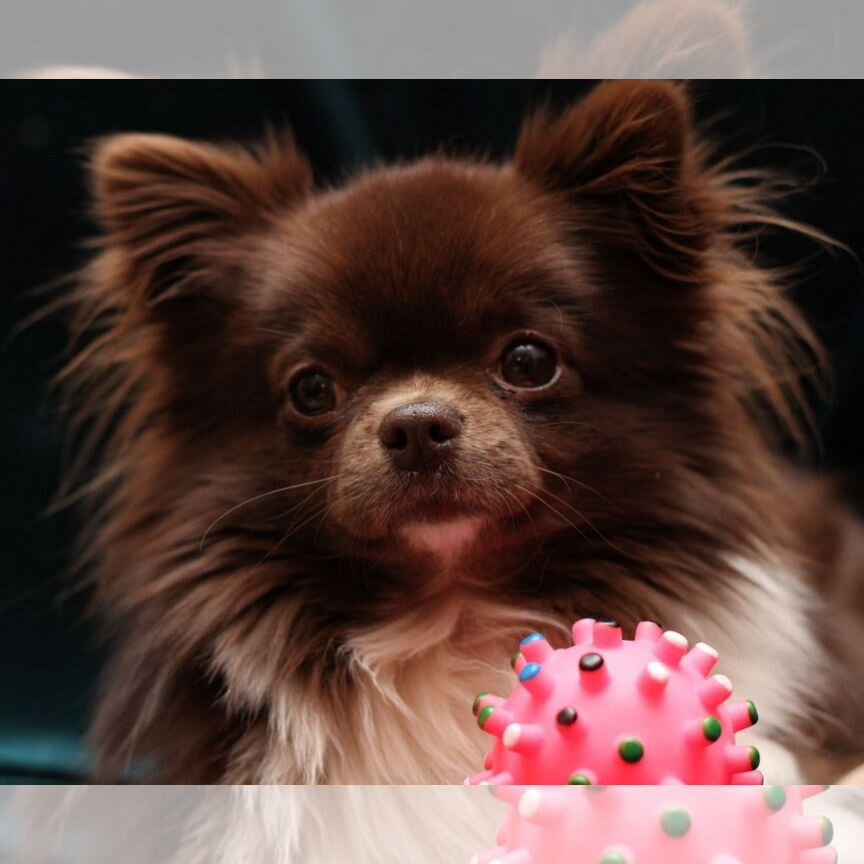 Чихуахуа, вязка