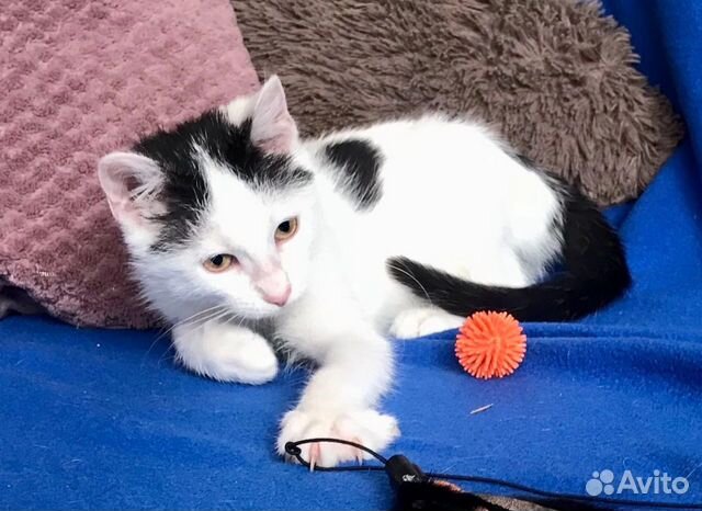 Необычный котенок