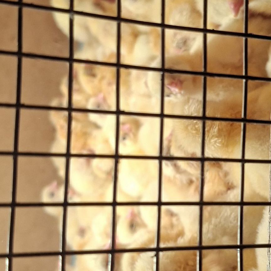 Цыплята бройлеры