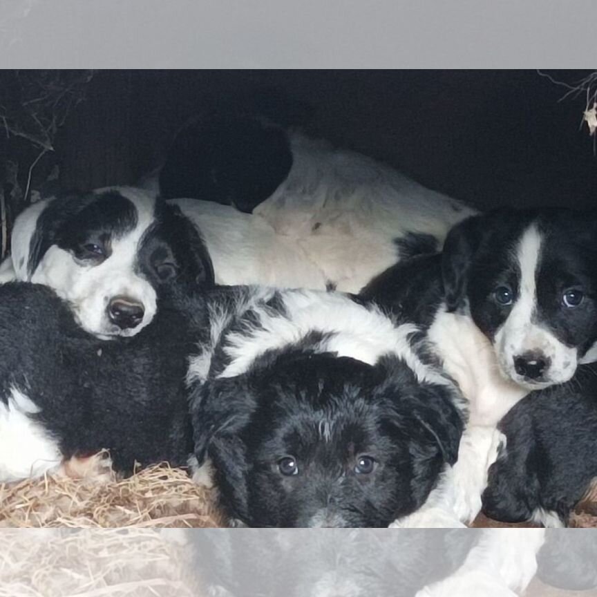 Чудесные щеночки