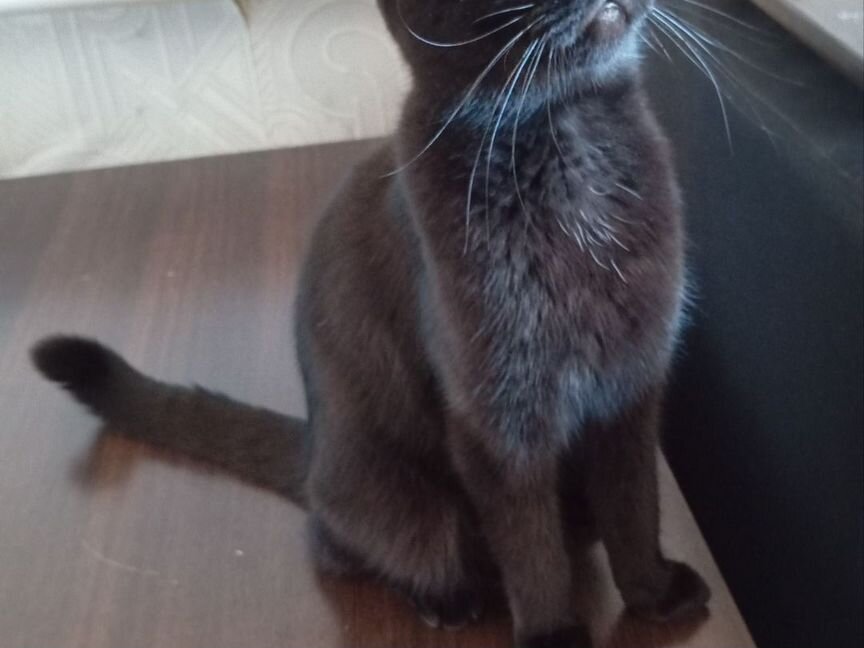 Котята в добрые руки. Мальчики