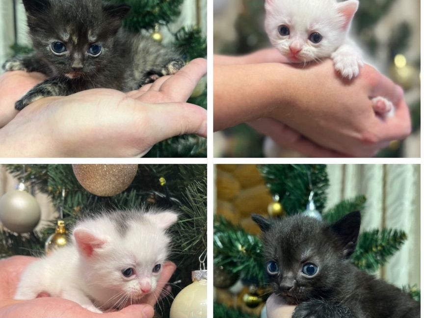 Котята в добрые руки бесплатно