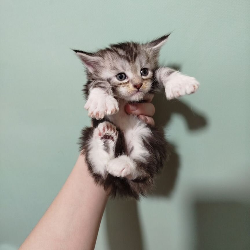 Котята май-кун полидакт