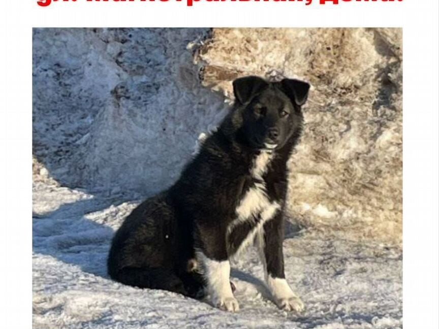 Собака