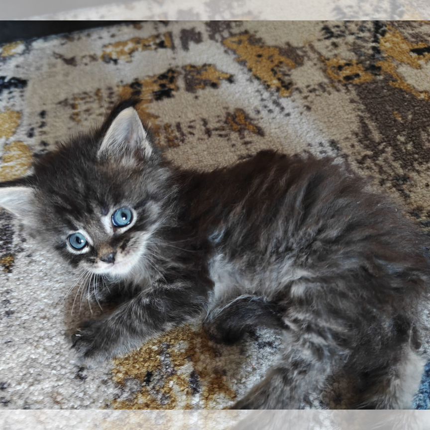 Мейн-кун котёнок