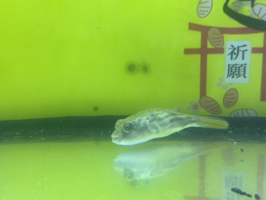 Тетрадон фахака