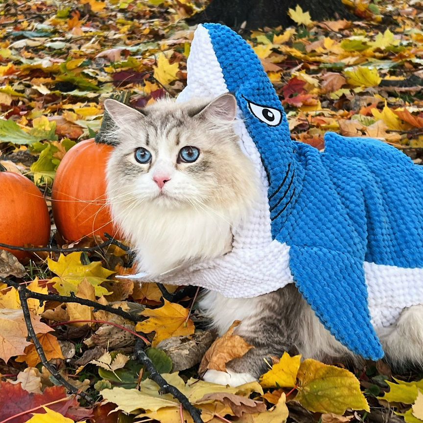 Костюм для кота или собаки