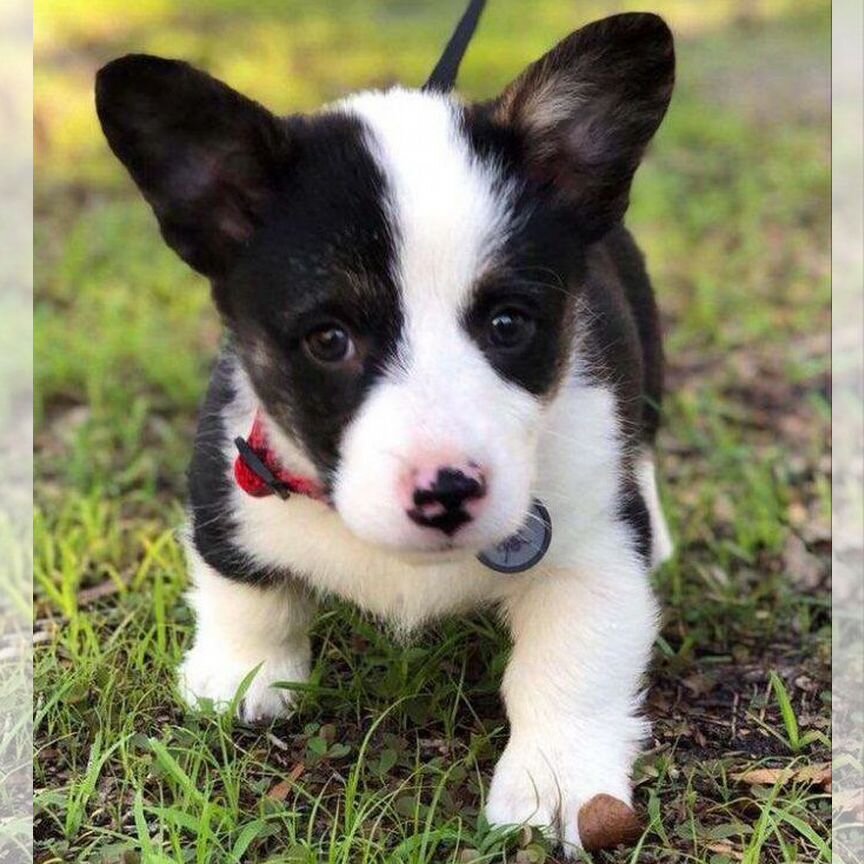 Вельш Корги Кардиган, щенок