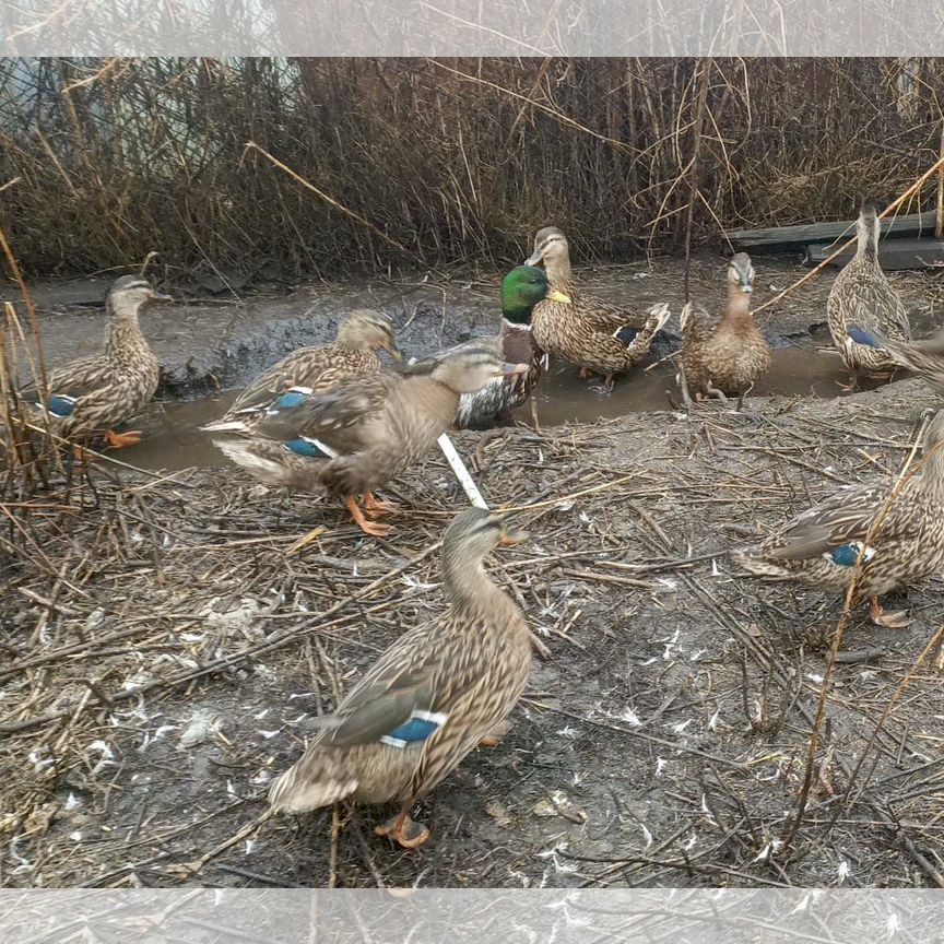 Утки подсадные для охоты