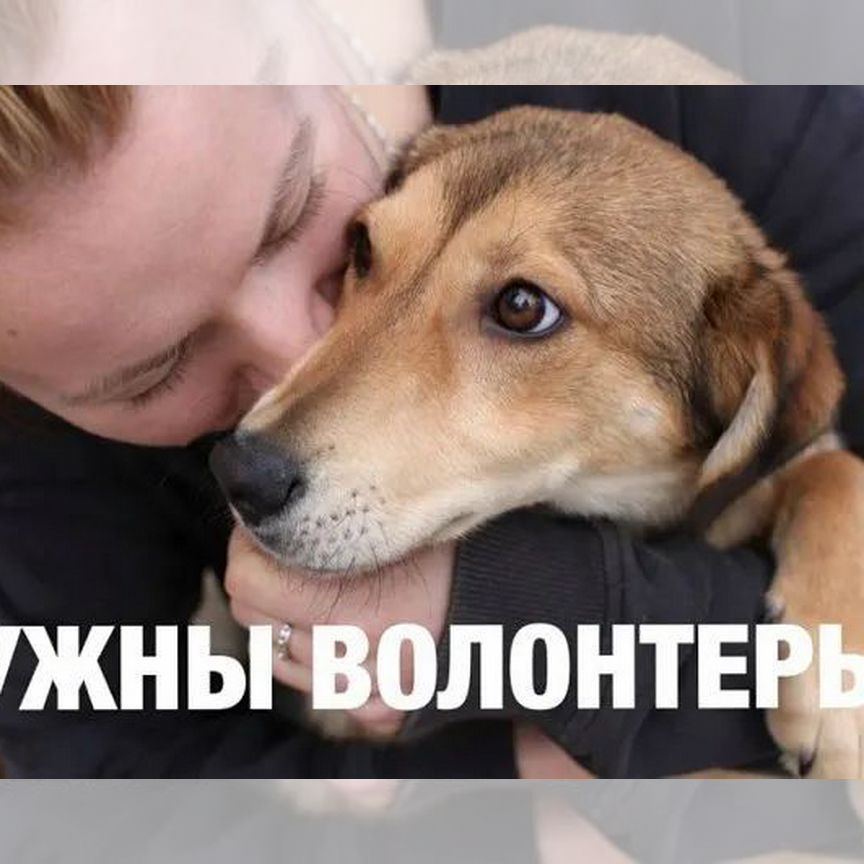 Волонтер в приют