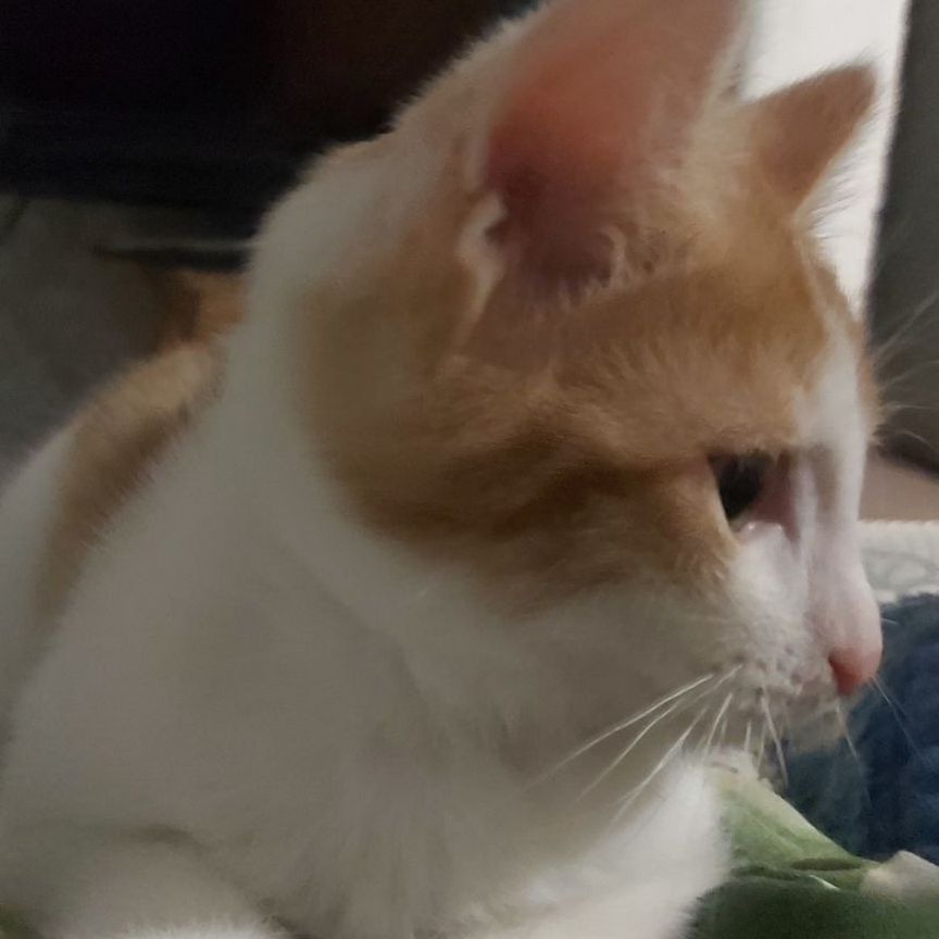 Рыжий котенок 3 мес