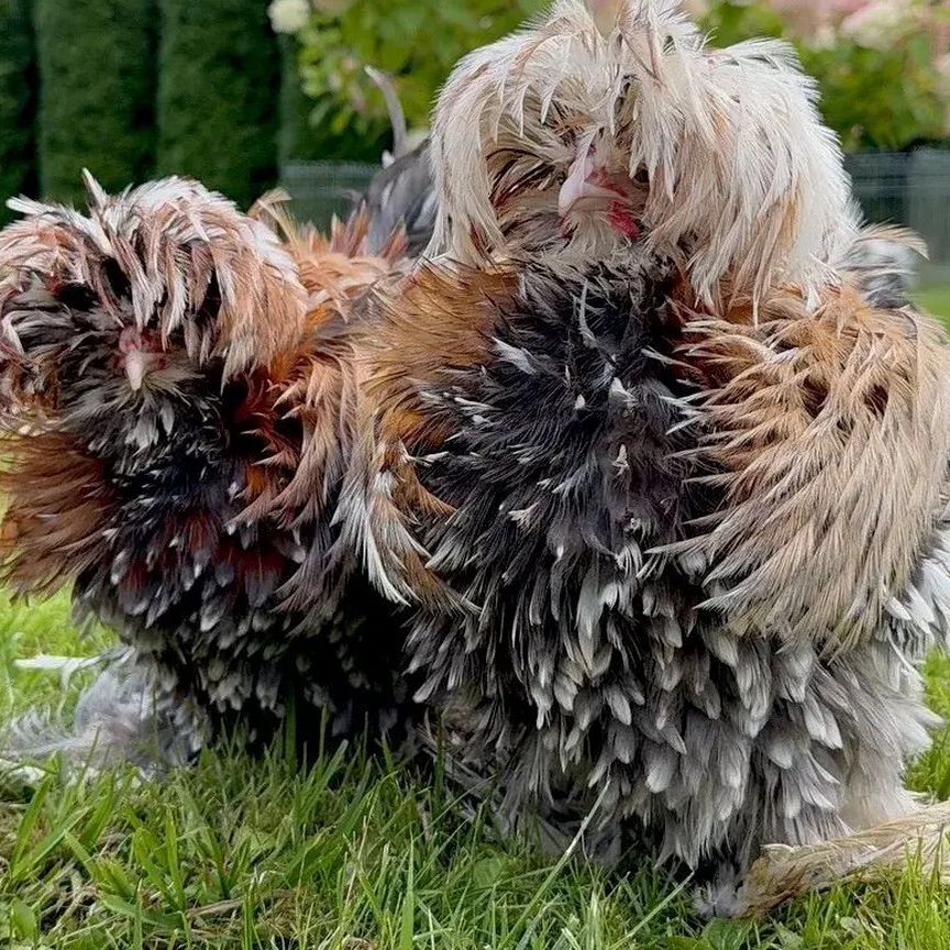 Узбекские бентамки куры