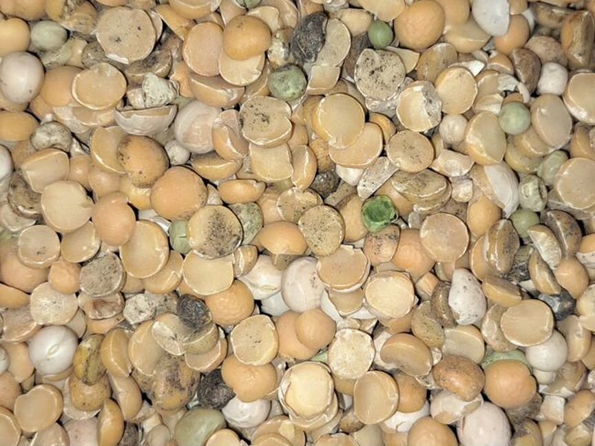 Горох колотый (сечка) некондиция на корм