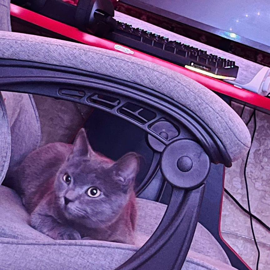 Котенок в добрые руки